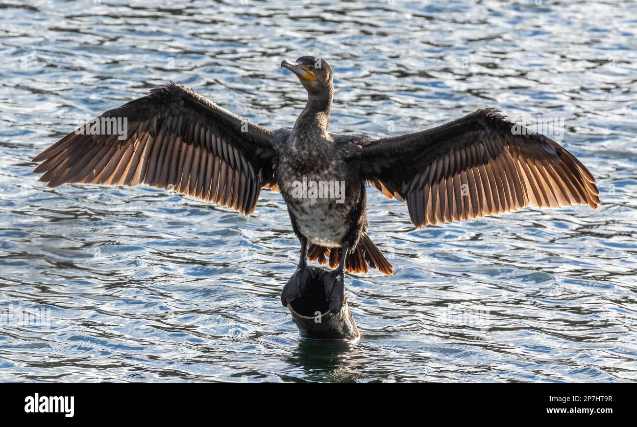 A Cormorant (Phalacrocorax Carbo) drying it's wings after a swim. The ...