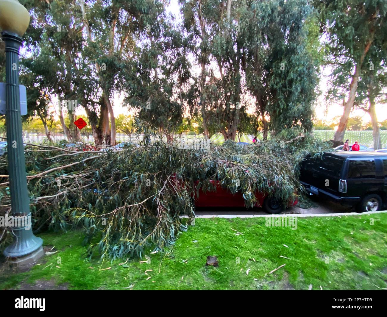 A fallen tree in the road Stock Photo - Alamy