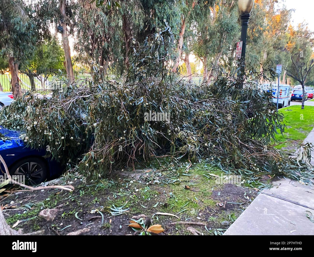 A fallen tree in the road Stock Photo - Alamy