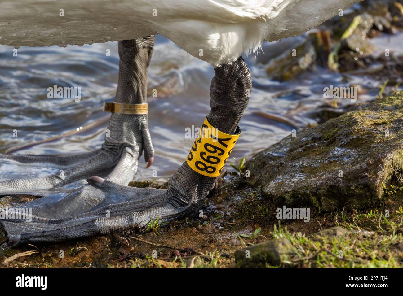 A swan coloured ring round it's leg showing an identity number Stock ...