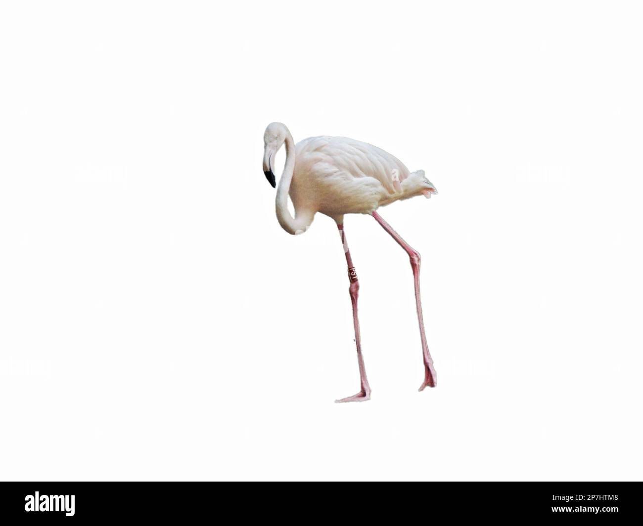 Flamingo isolated on white background Stock Photo - Alamy