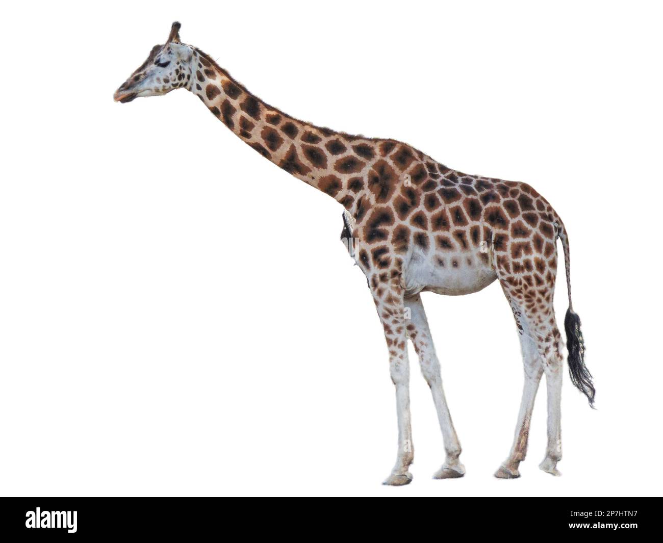 Giraffe isolated on white background Stock Photo - Alamy