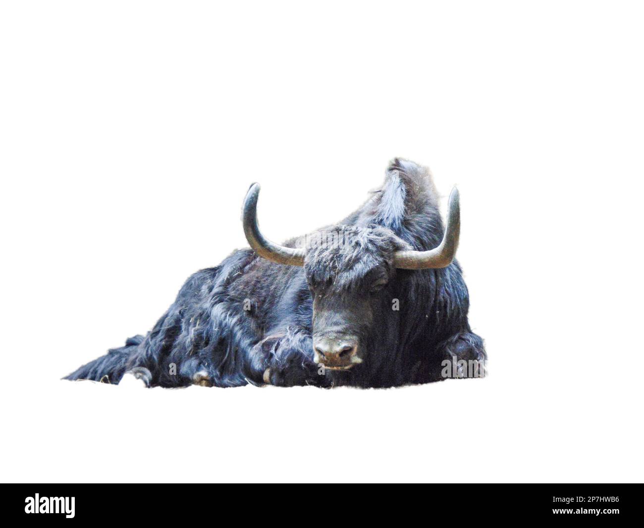 Black yak isolated on white background Stock Photo - Alamy