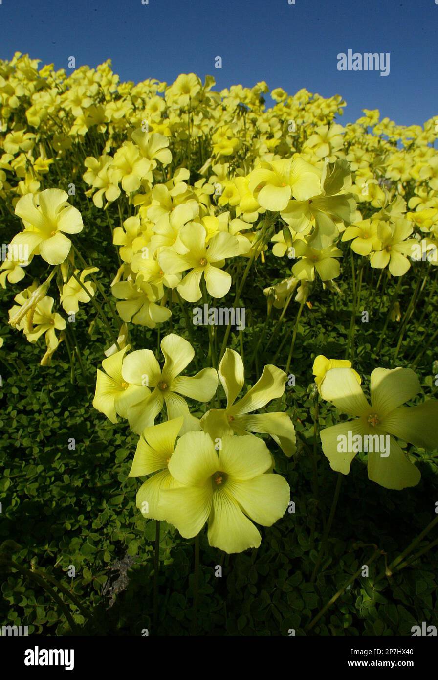 parks mac.017.JPG Wild, "Sourgrass" grows along the trail inside the ...