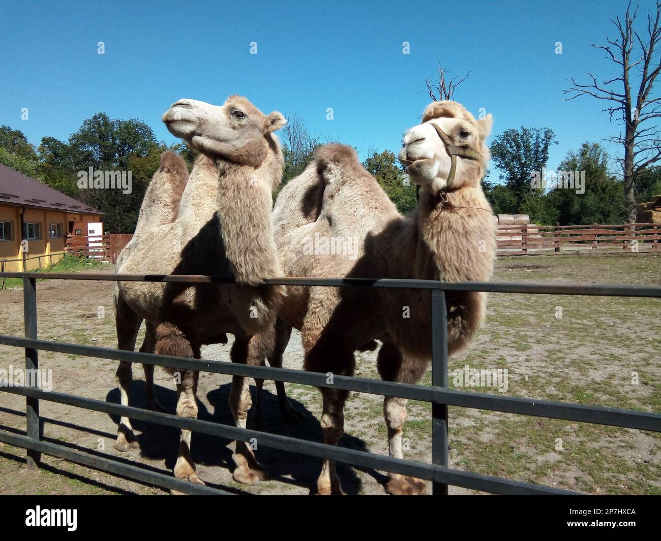 two camels in a enclosure Stock Photo - Alamy