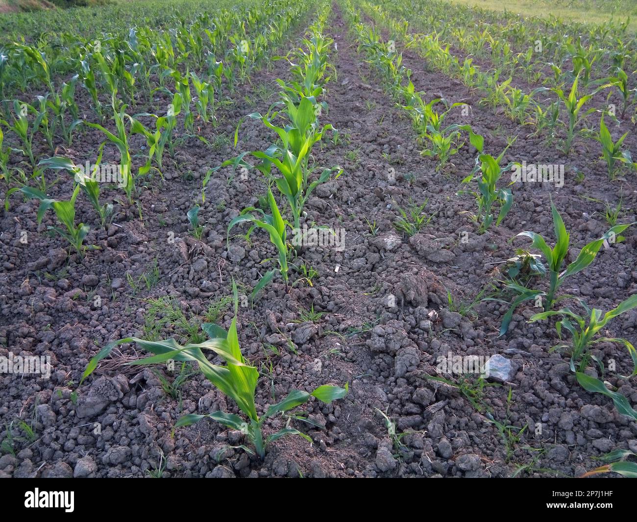 land with corn (little) in Romania Stock Photo - Alamy