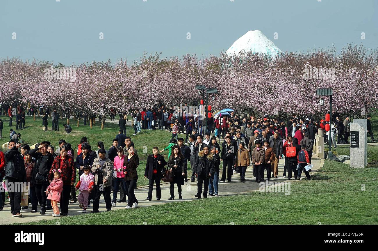 Tourists admire cherry blossoms during the 1st International Cherry ...