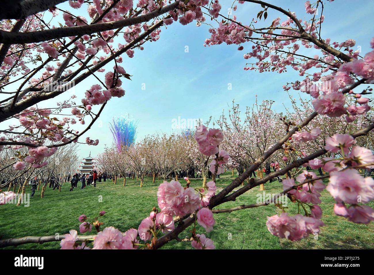 Tourists admire cherry blossoms during the 1st International Cherry ...
