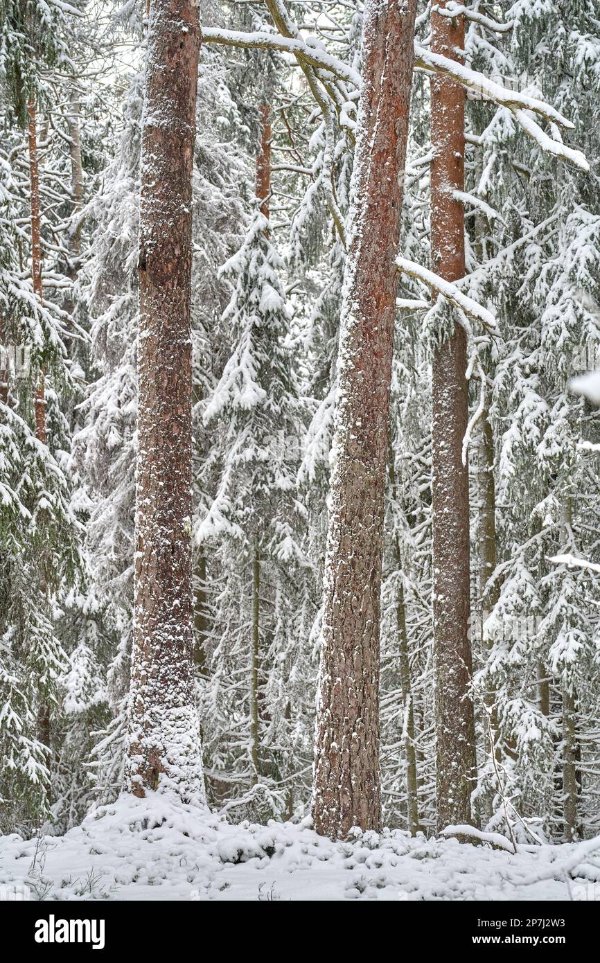 A scenic winter landscape featuring an idyllic natural snow-covered ...