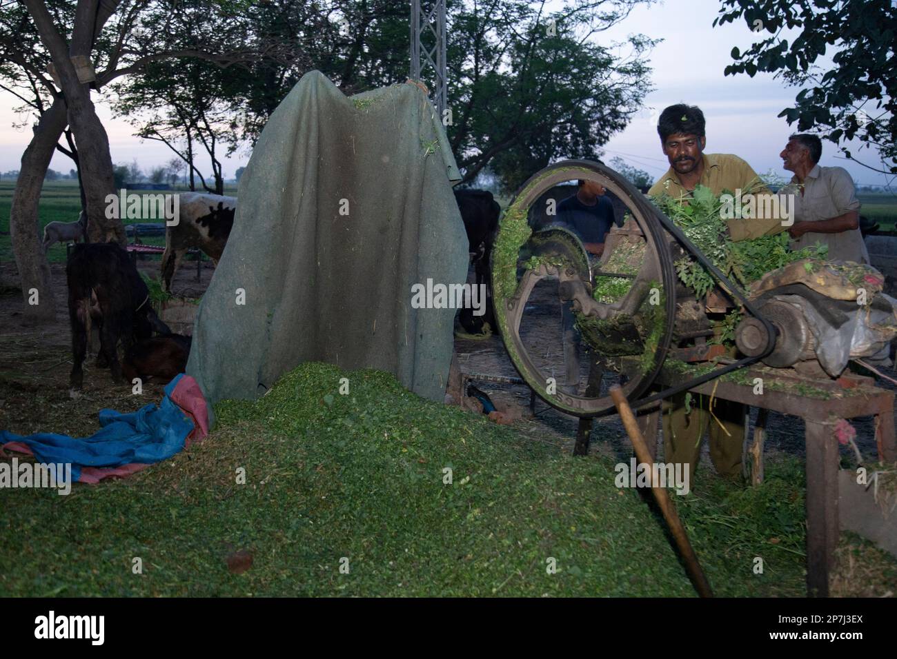 Portrait of a young boys in Village Stock Photo - Alamy
