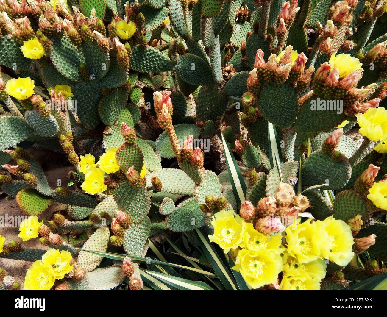 cacti at botanical garden in Romania Stock Photo - Alamy
