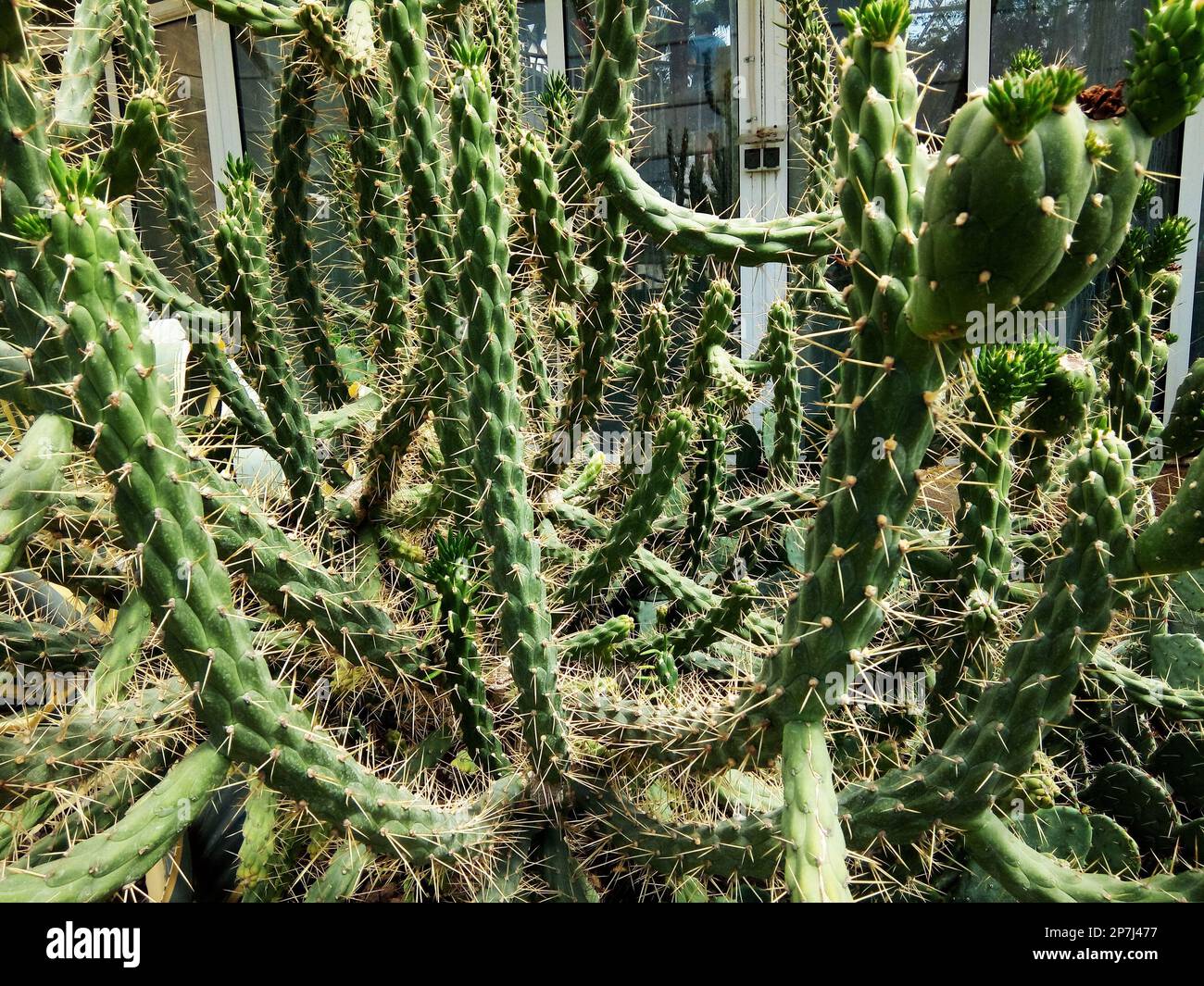 cacti at botanical garden in Romania Stock Photo - Alamy