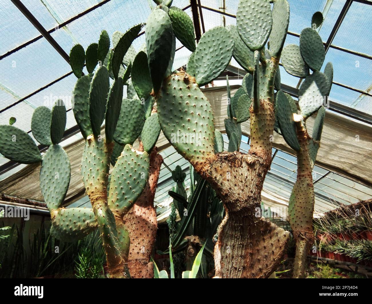 cacti at botanical garden in Romania Stock Photo - Alamy