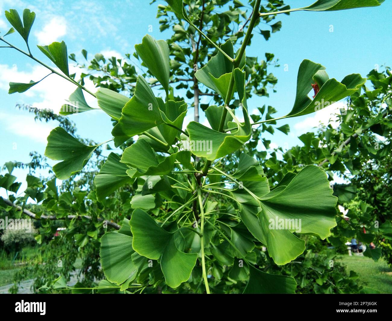 ginkgo biloba tree at botanical garden Stock Photo - Alamy