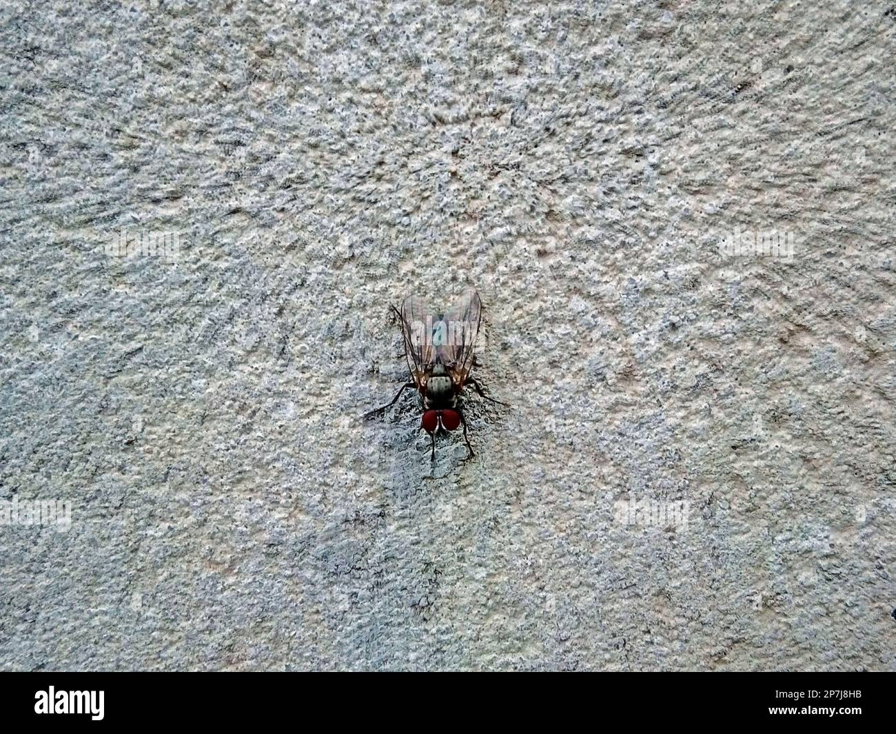 house fly on a stone wall Stock Photo - Alamy