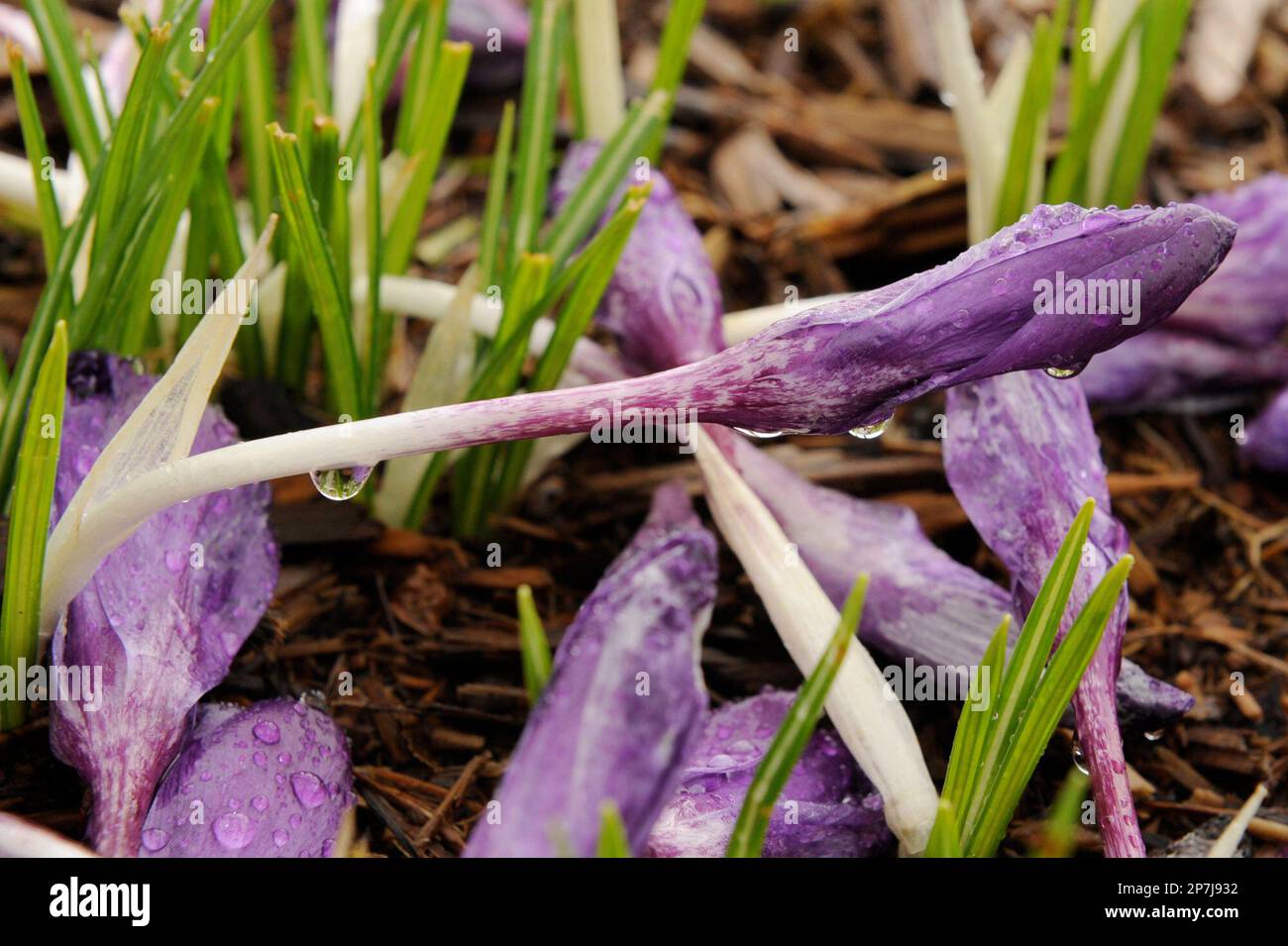 In this photo taken Wednesday, March 17, 2010, raindrops are suspended ...