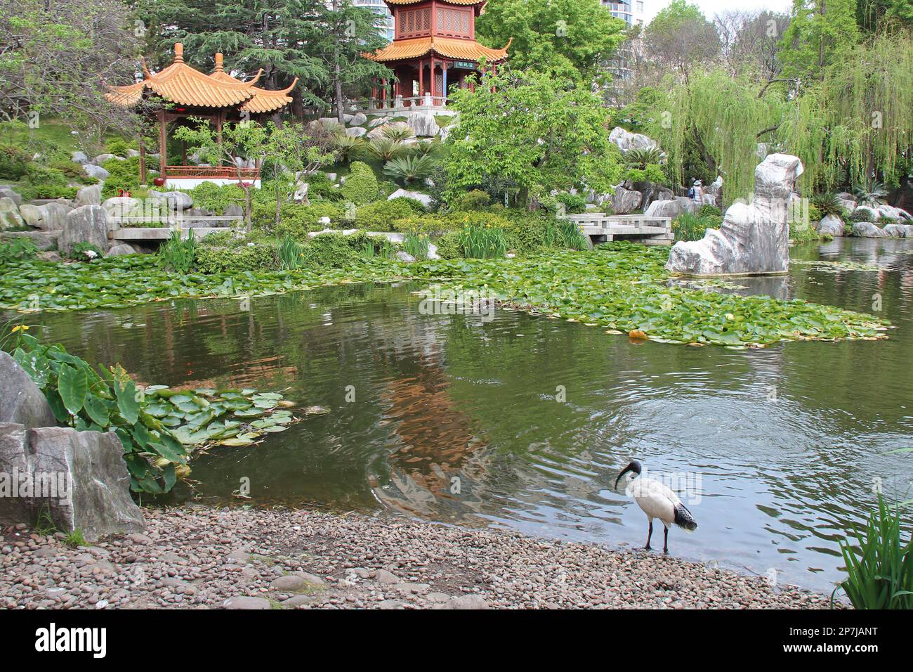 chinese garden in sydney (australia Stock Photo - Alamy