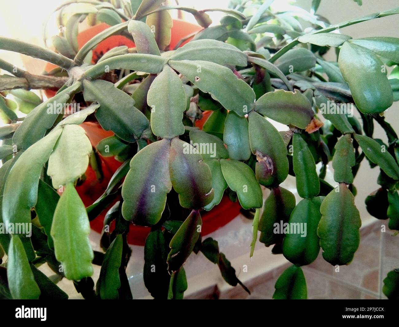 Christmas cactus plant - Schlumbergera gaertneri (Regel Stock Photo - Alamy