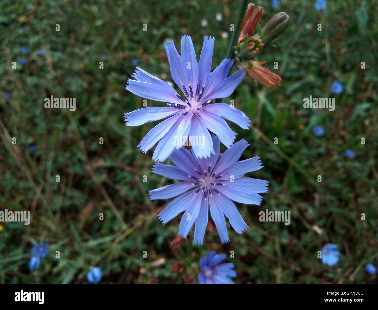 Chicory (Cichorium intybus) flowers in the grass Stock Photo - Alamy