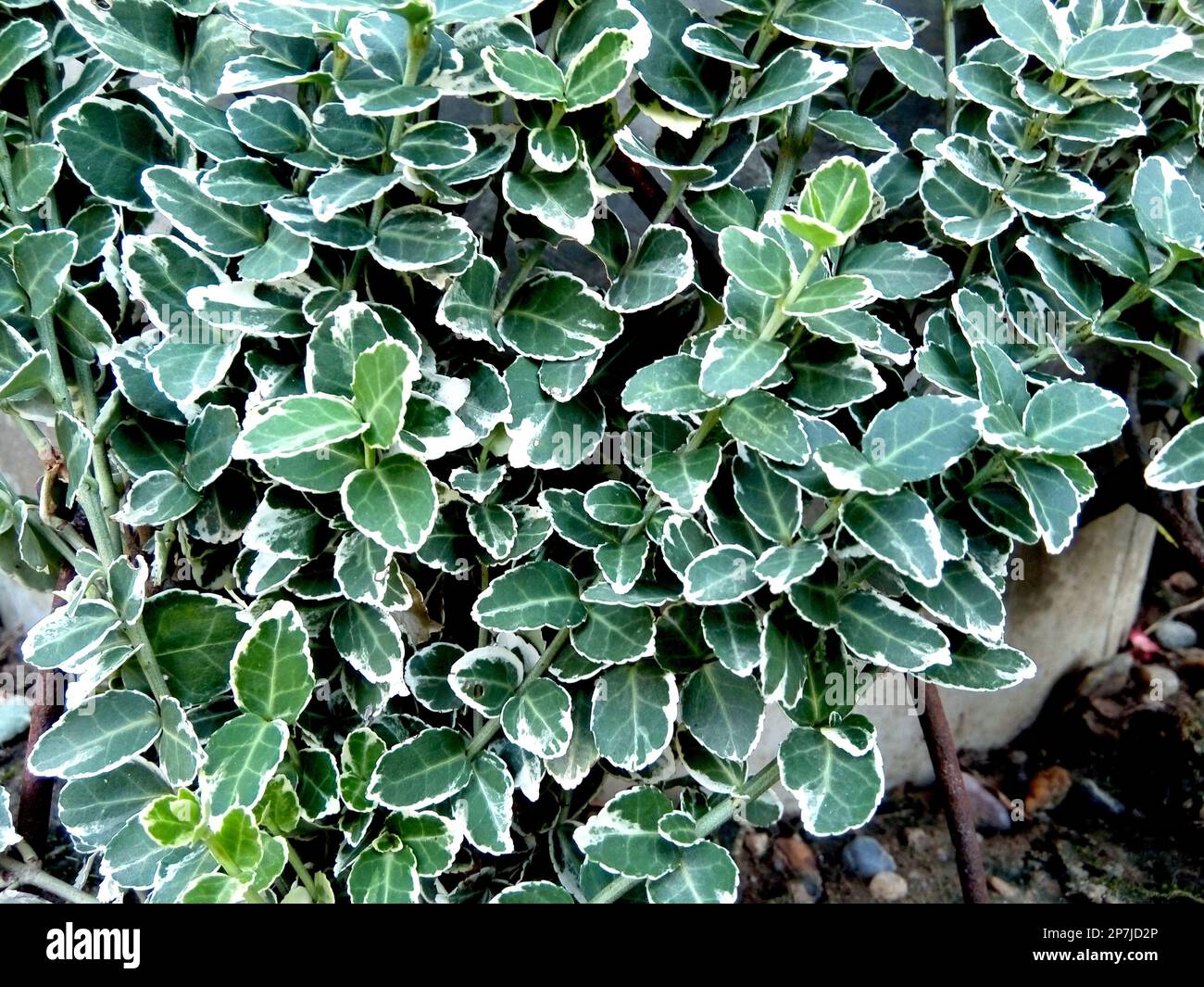 Climbing euonymus (Euonymus fortunei) plant - nature Stock Photo - Alamy