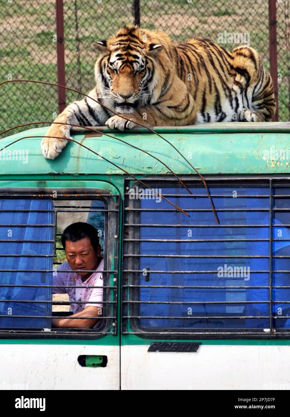 In this photo taken on May 7, 2009, a Siberian tiger crouches on top of ...