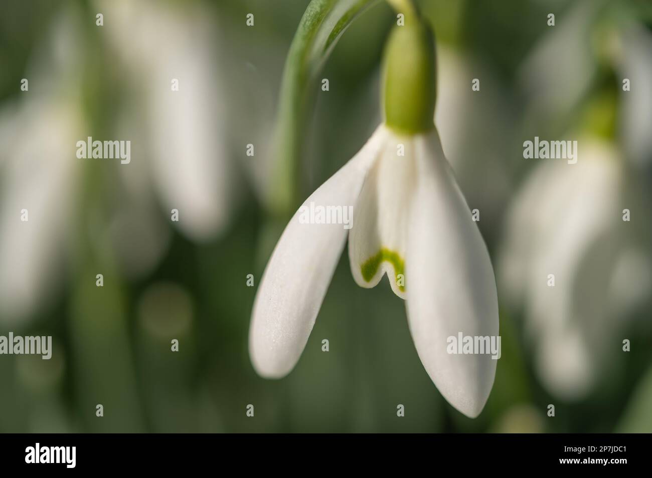Snowdrops in flower (Galanthus nivalis) growing in Wales, UK. March 7th ...