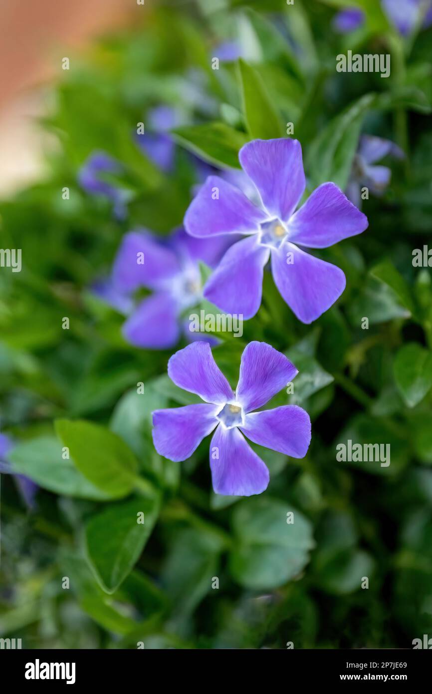 Blue periwinkle colours hi-res stock photography and images - Alamy