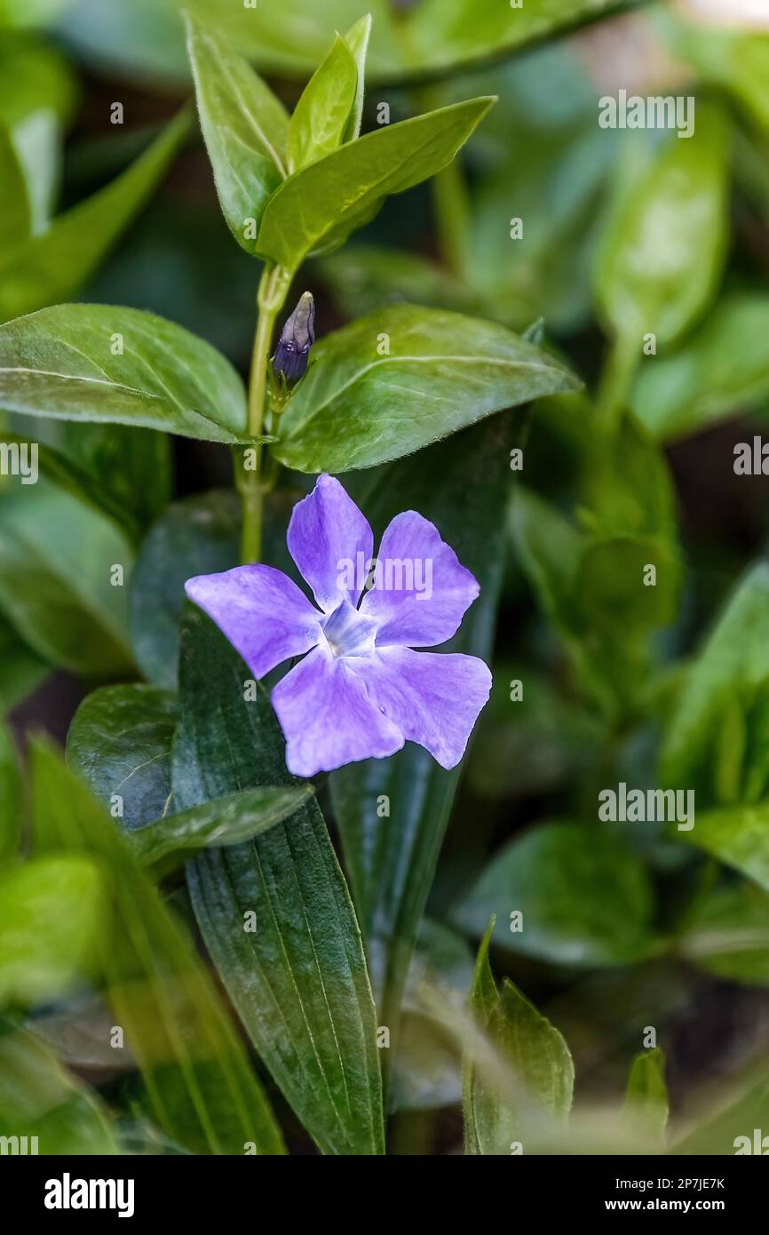 Blue periwinkle colours hi-res stock photography and images - Alamy