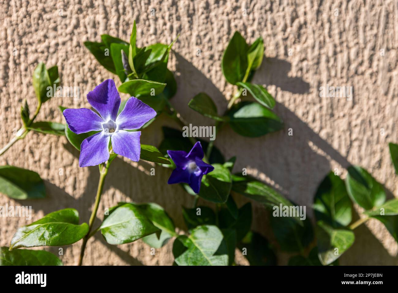 Vinca major or Greater periwinkle violet flower in the garden design ...