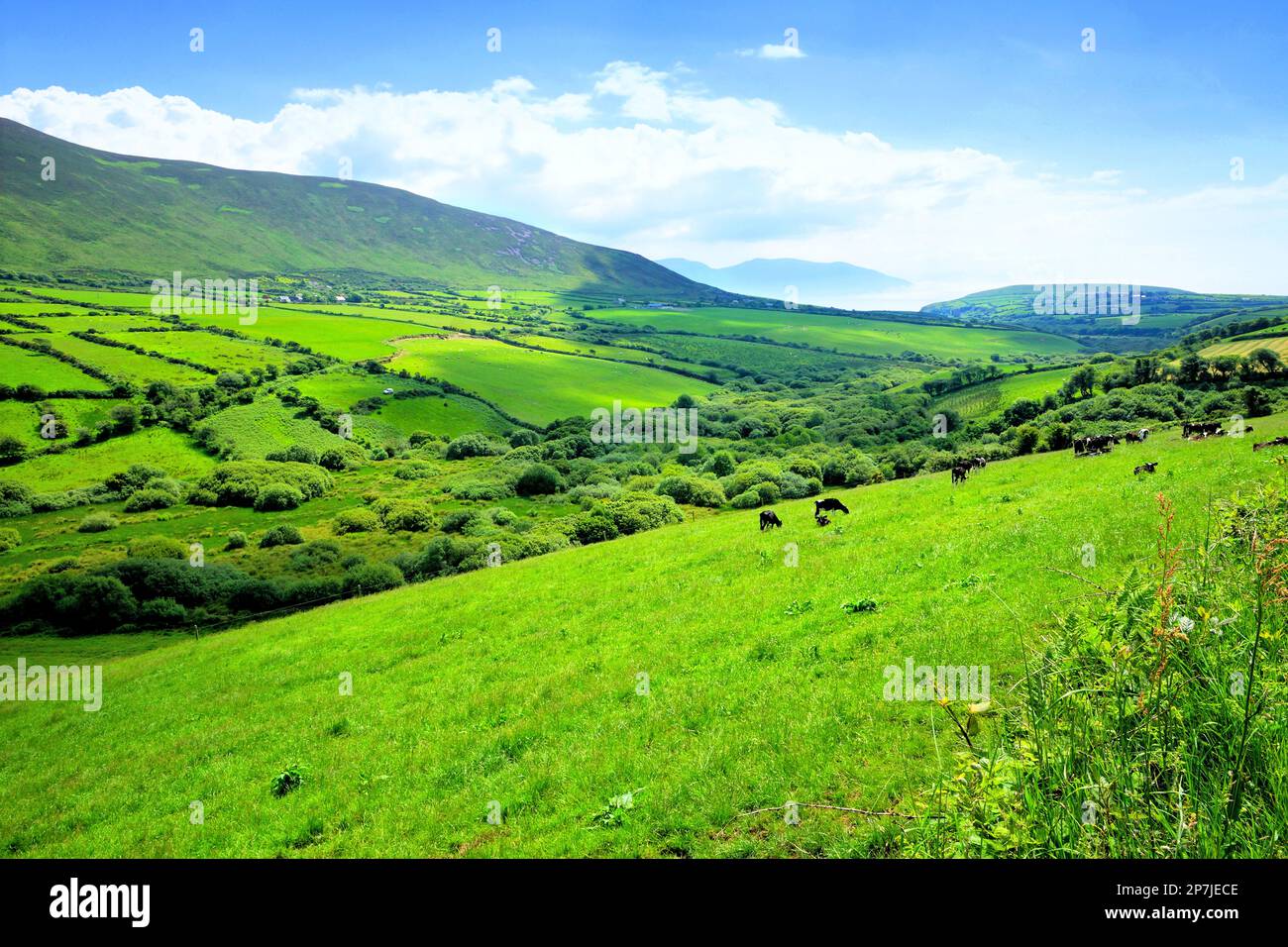 Lush green fields of a valley in the countryside of Ireland. Dingle ...