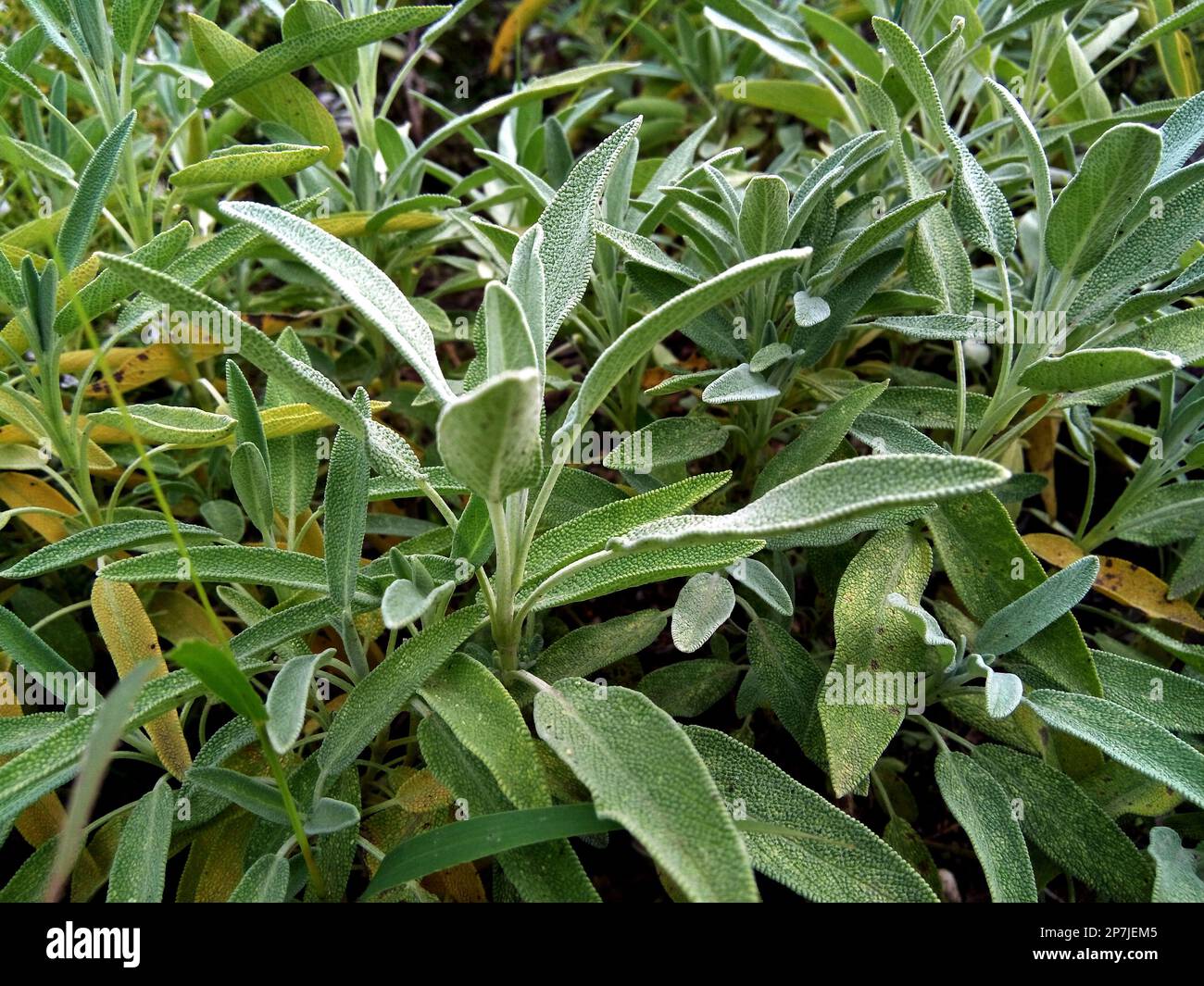 Sage (Salvia officinalis) plant in the garden Stock Photo - Alamy