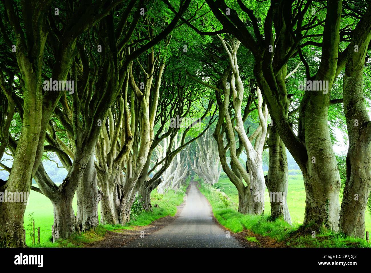 Majestic Dark Hedges of Northern Ireland. View down road through tunnel ...