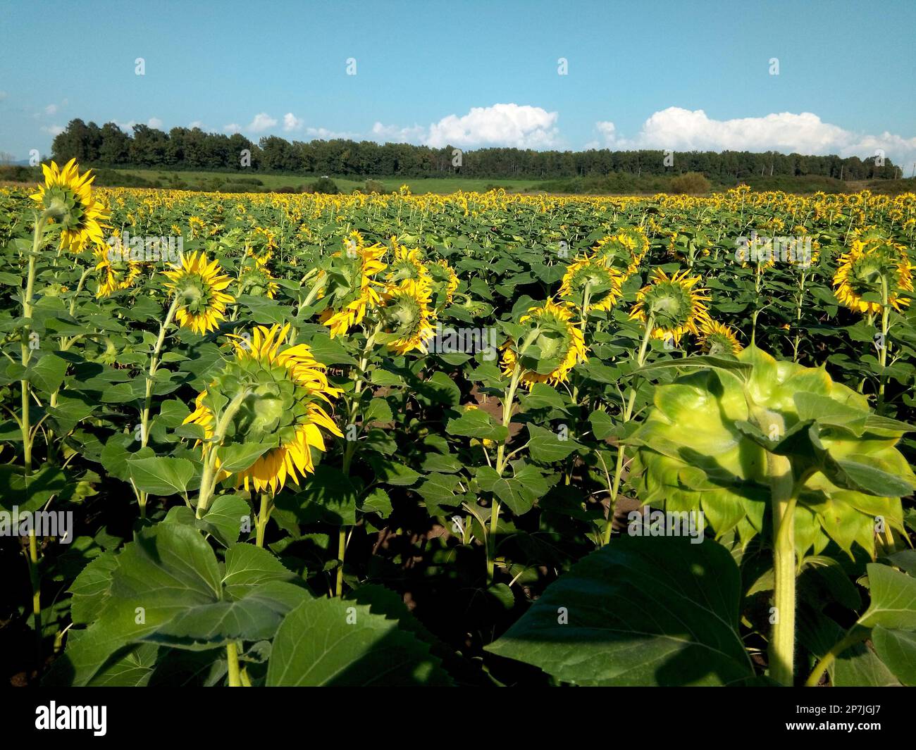 sunflower field in Maramures, Romania Stock Photo - Alamy