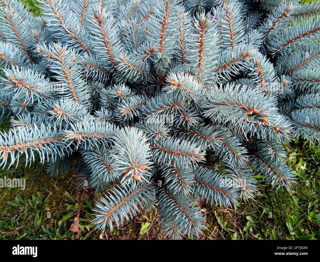 Colorado blue spruce - Romania Stock Photo - Alamy