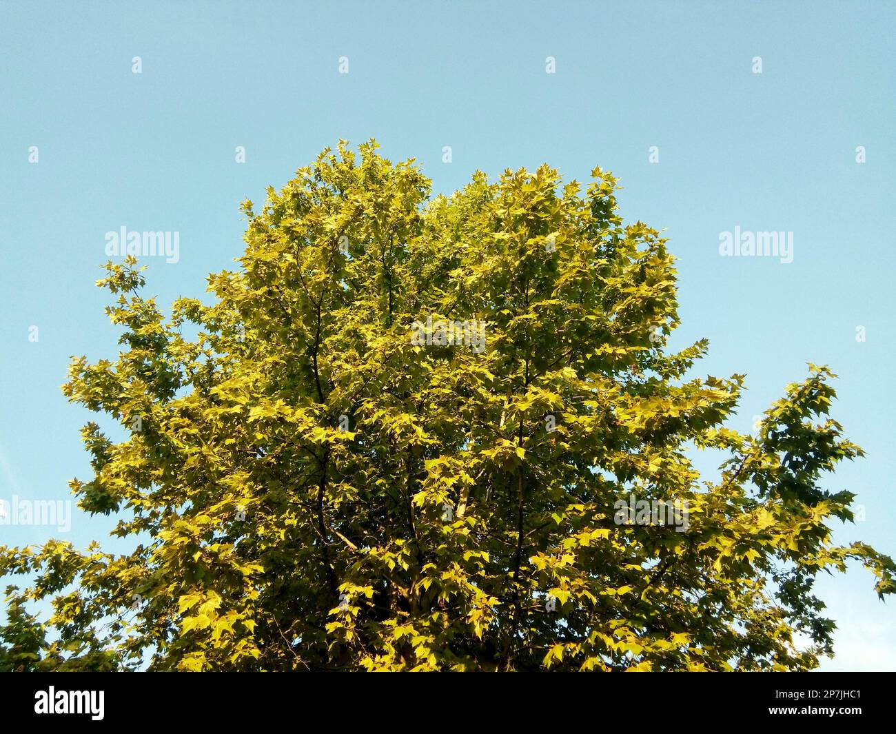 Platanus tree in Maramures county Stock Photo - Alamy