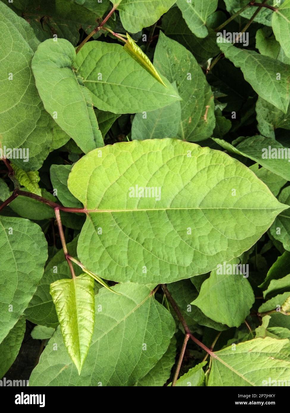 Japanese knotweed plant - close up Stock Photo - Alamy