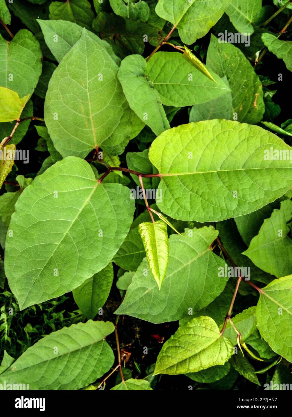Japanese knotweed plant - close up Stock Photo - Alamy