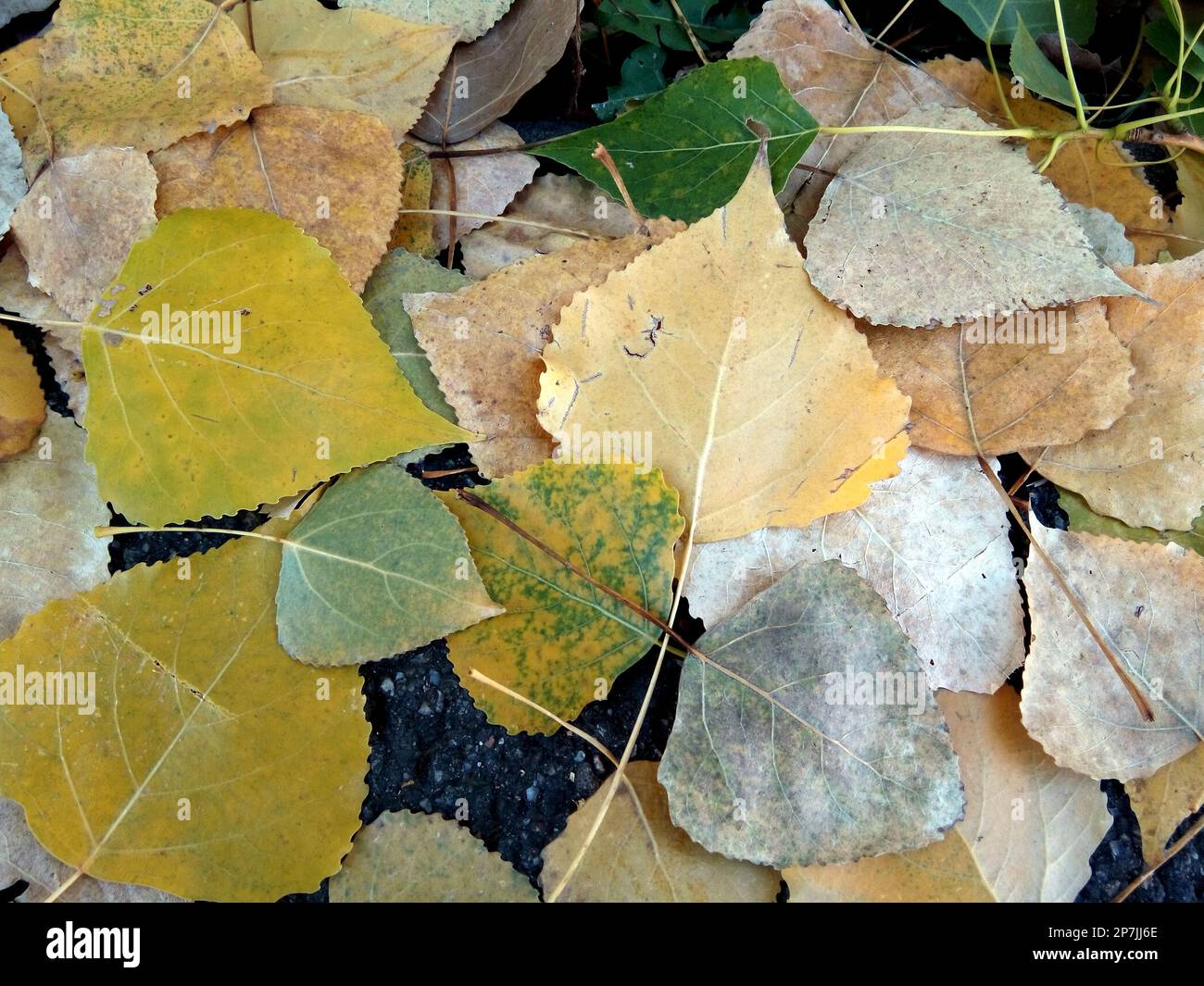 Green ones hi-res stock photography and images - Alamy