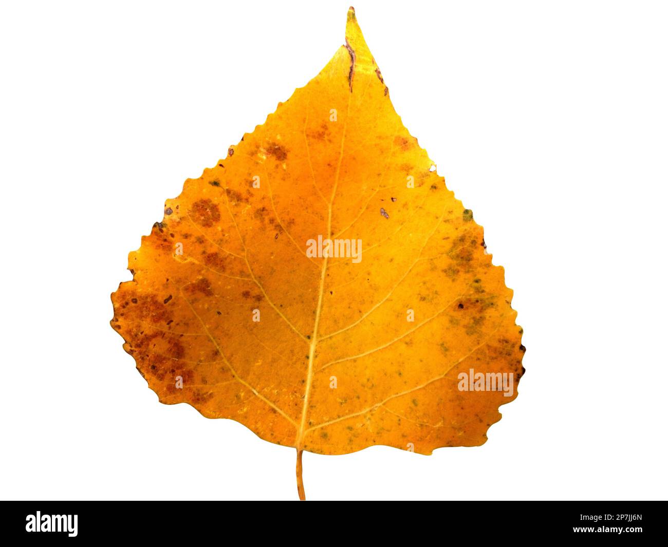 Leaves lombardy poplar hi-res stock photography and images - Alamy