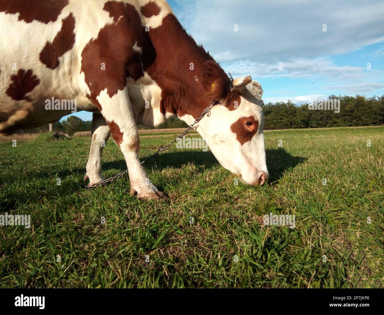 Grass grazed cows hi-res stock photography and images - Alamy