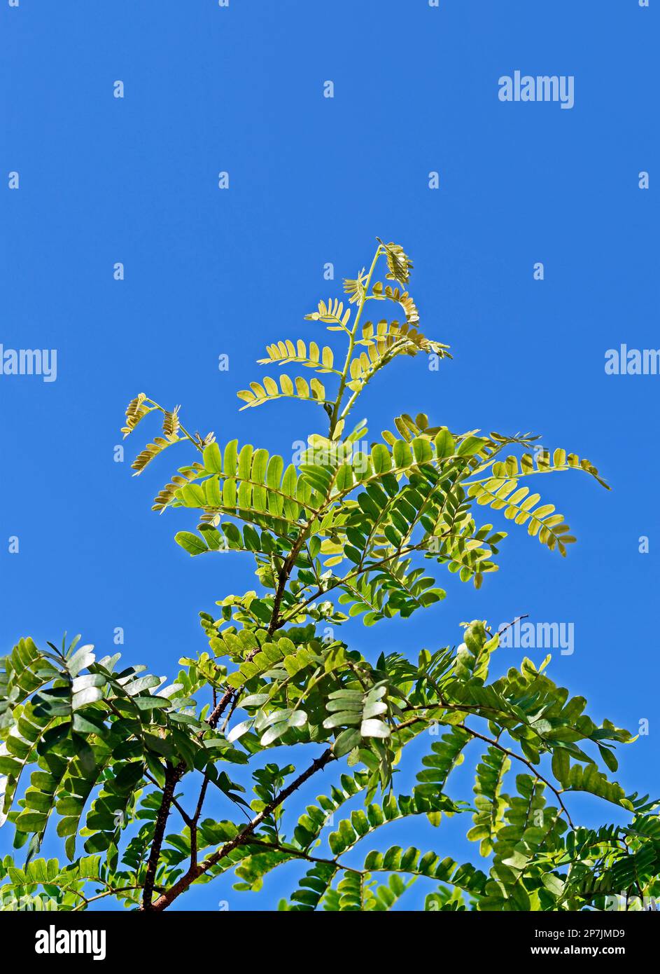 Pau brazil tree hi-res stock photography and images - Alamy
