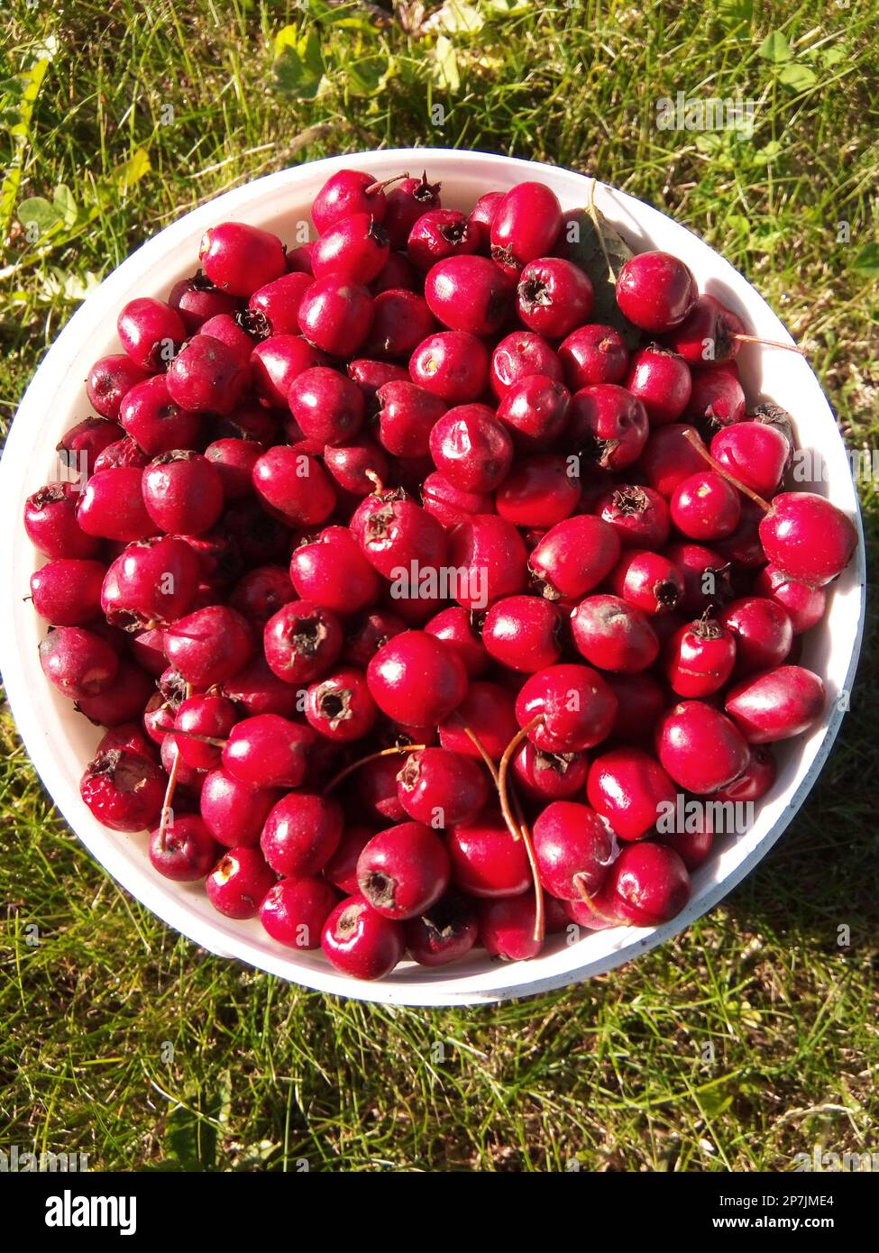 Romania fruits hi-res stock photography and images - Alamy