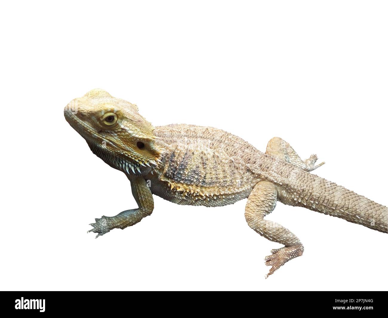 agama lizard isolated on white Stock Photo - Alamy