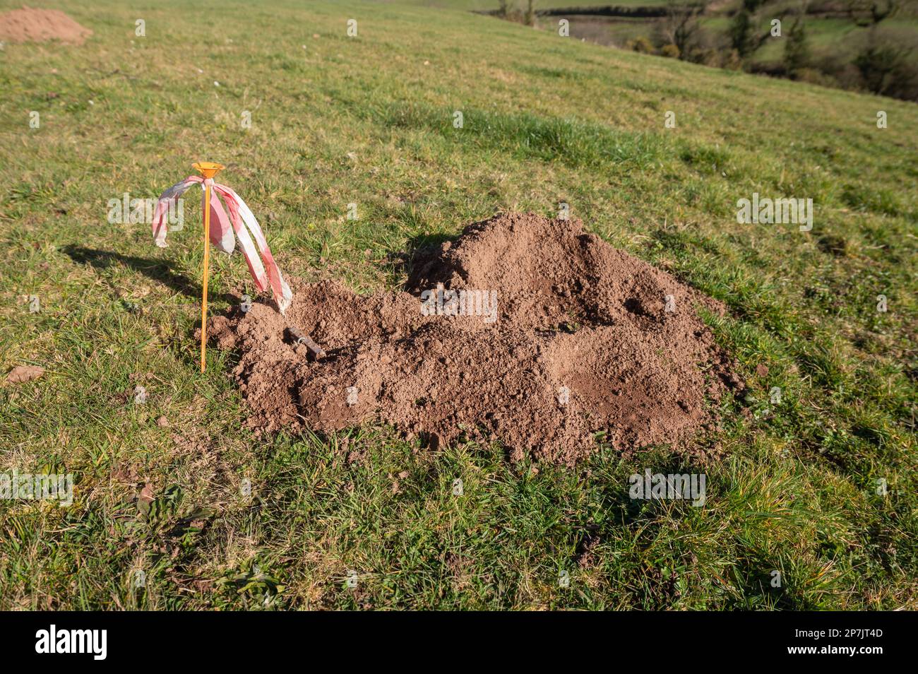 Earth mounds made by field moles and a trap in a pasture field ...