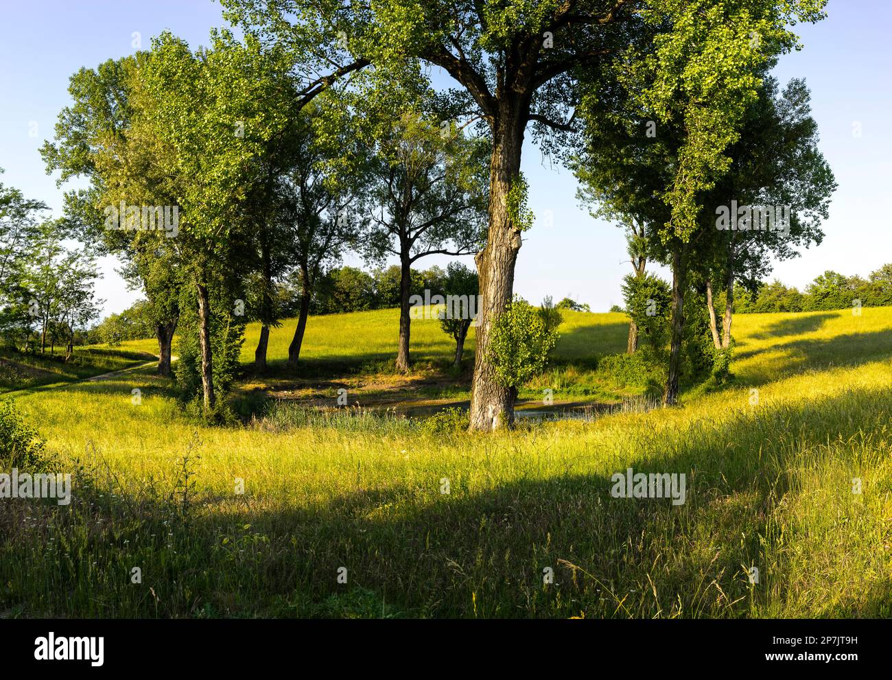 pond with trees in the italian country Stock Photo - Alamy