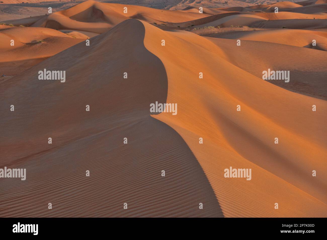 Desert solitude in the Wahiba Sands, Al Wasil, Oman Stock Photo - Alamy