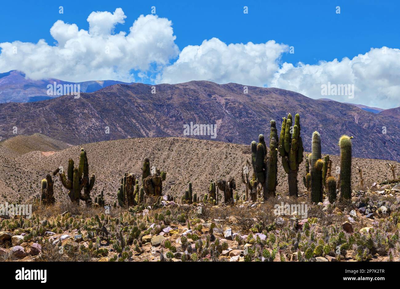 Argentina cacti cactus prickly hi-res stock photography and images - Alamy