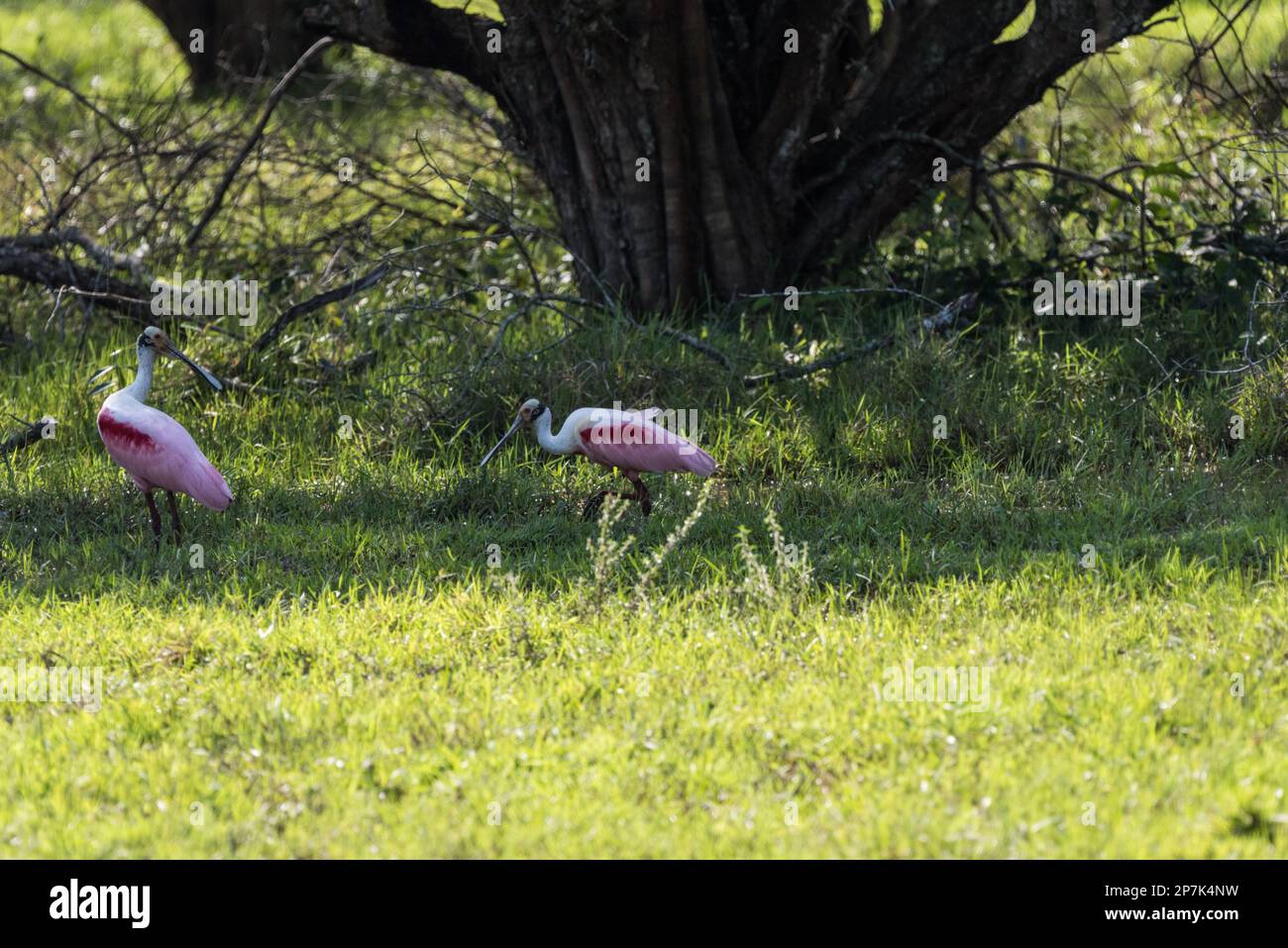 Waiting Roseate Spoonbill (Ajaia ajaia) in a field in Tabasco State ...