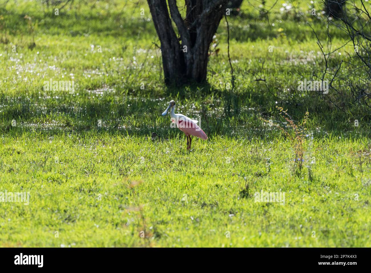 Waiting Roseate Spoonbill (Ajaia ajaia) in a field in Tabasco State ...