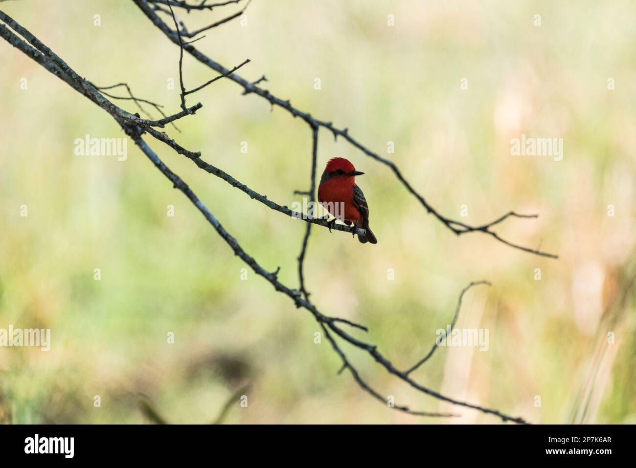 Perched Vermilion Flycatcher (Pyrocephalus rubinus) in Tabasco State ...